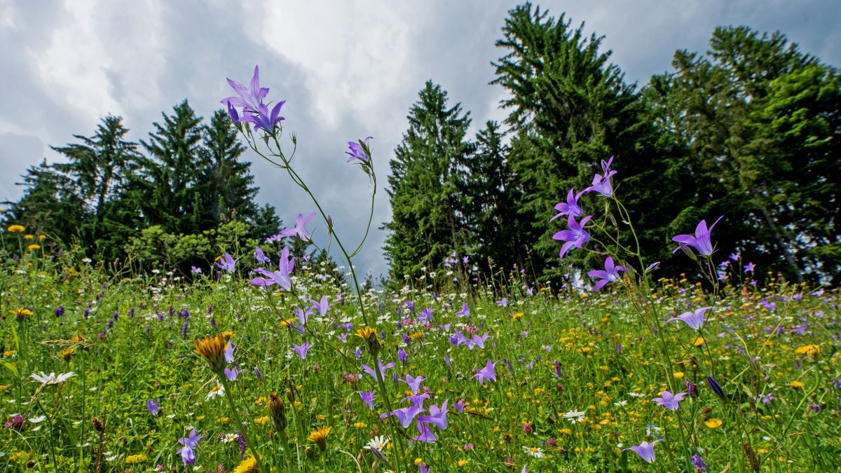 Ökofilmtour: Leidenschaft für bedrohte Tiere – Die Retter der ...